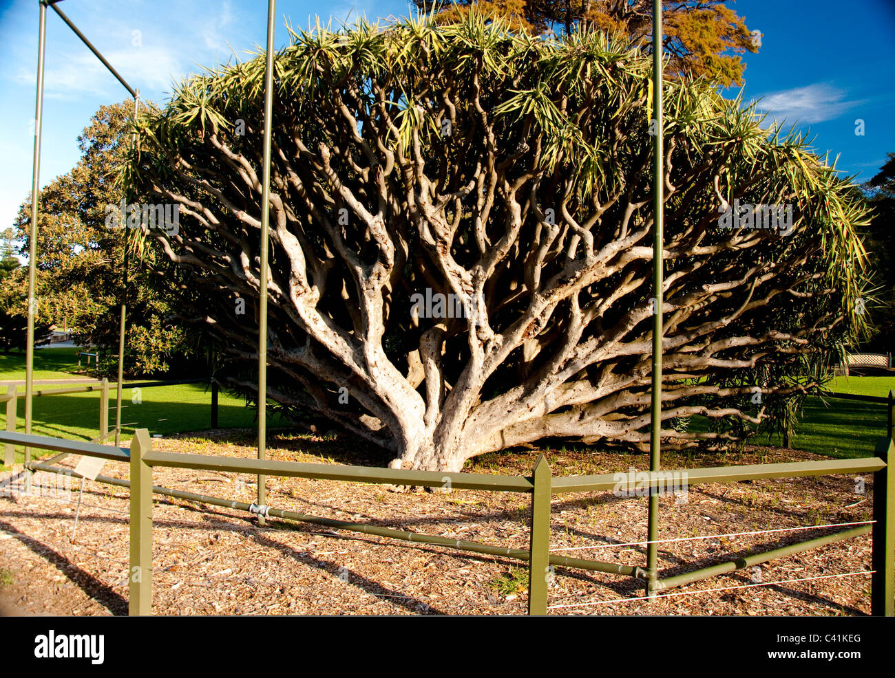 Tree inclined hi-res stock photography and images - Alamy