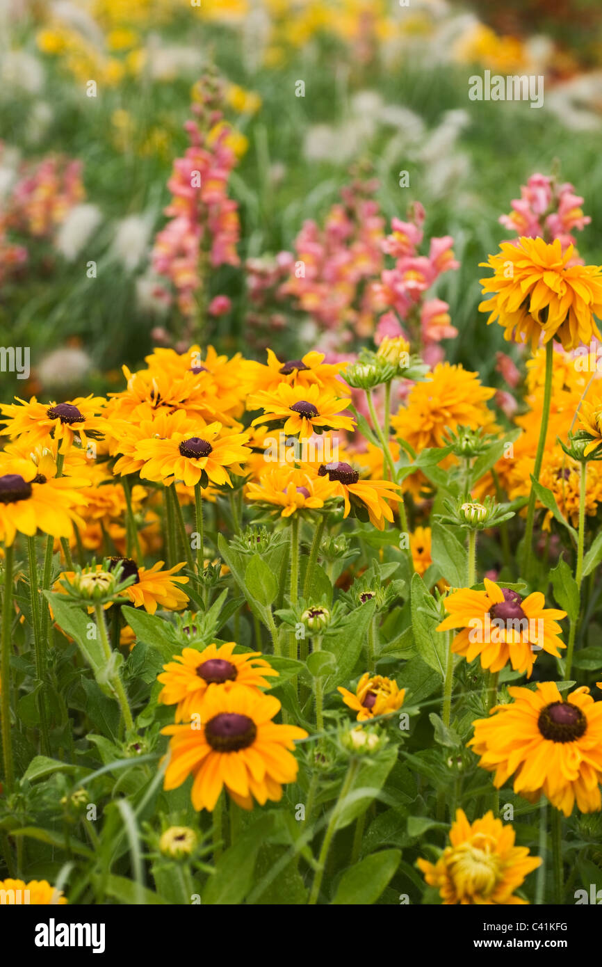 Snapdragon Bed Stock Photos & Snapdragon Bed Stock Images - Alamy
