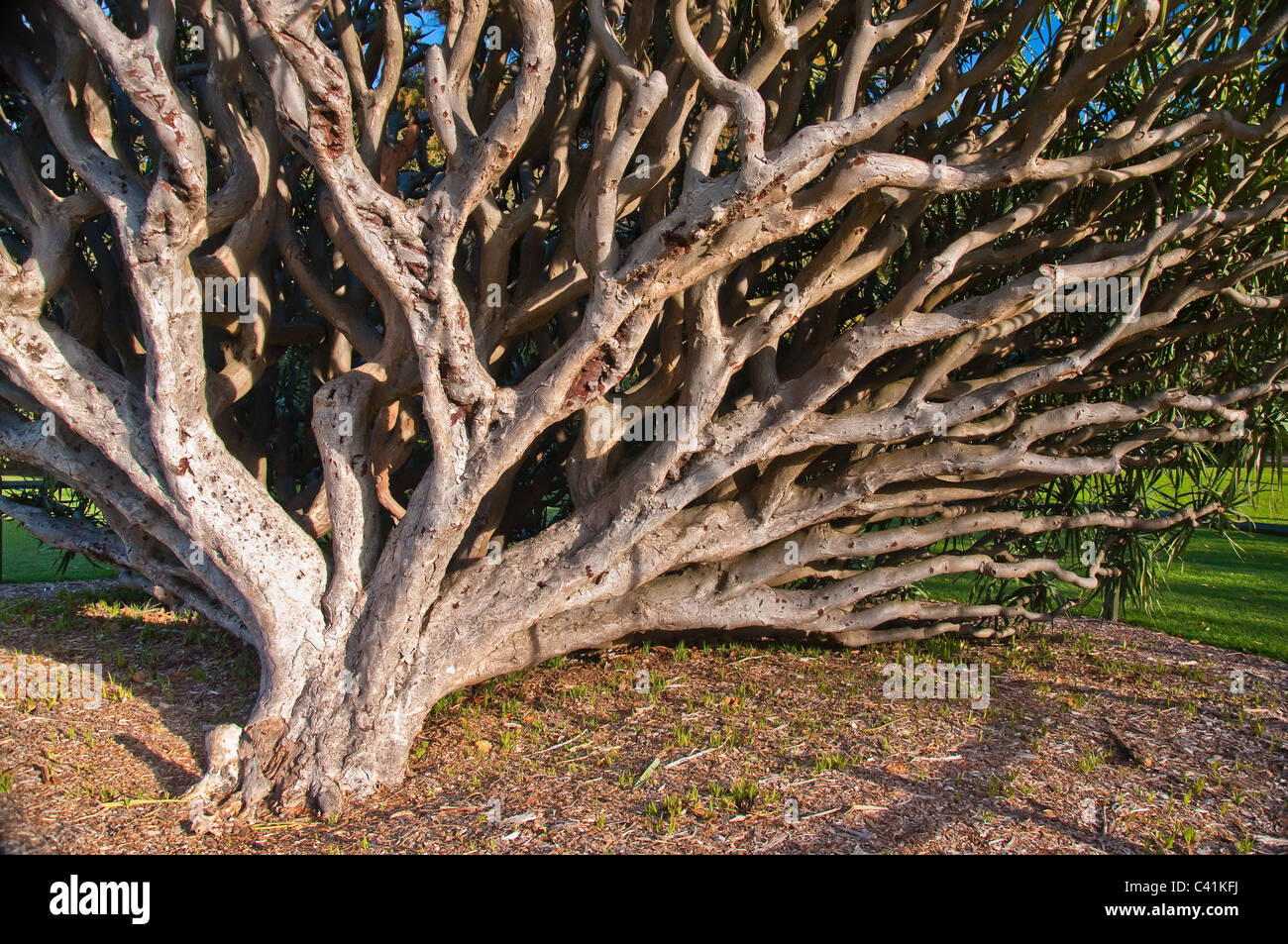 tropical and inclined tree Stock Photo - Alamy