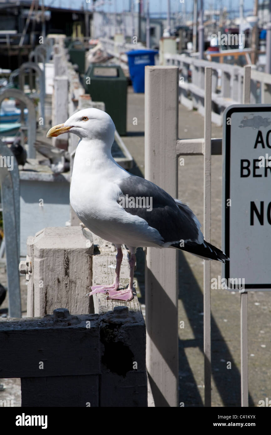 Seagull at Fisherman's Wharf, San Francisco Stock Photo - Alamy