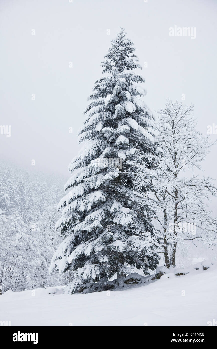 Fir tree in wintery landscape Stock Photo - Alamy