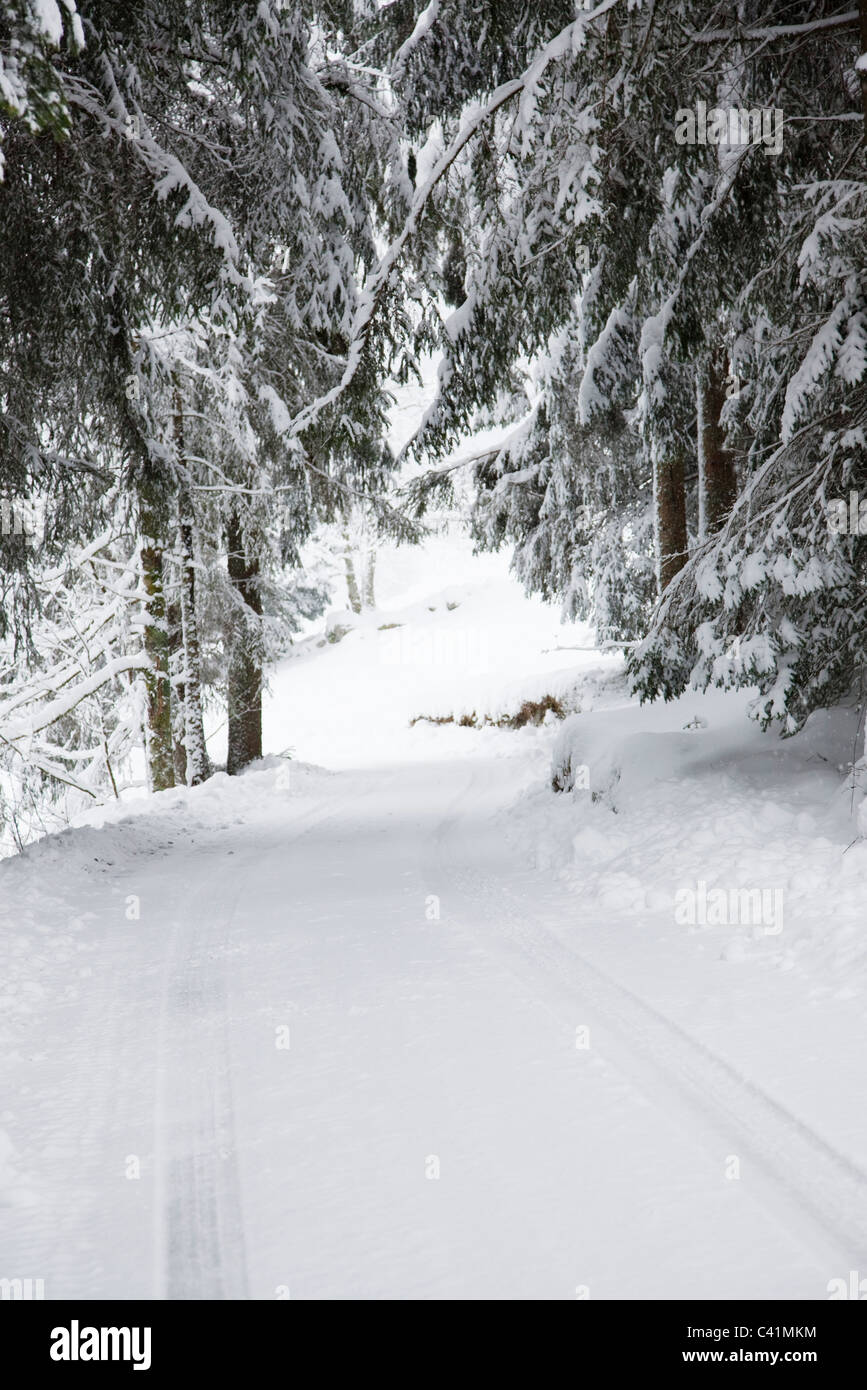 Snow-covered path through woods Stock Photo - Alamy
