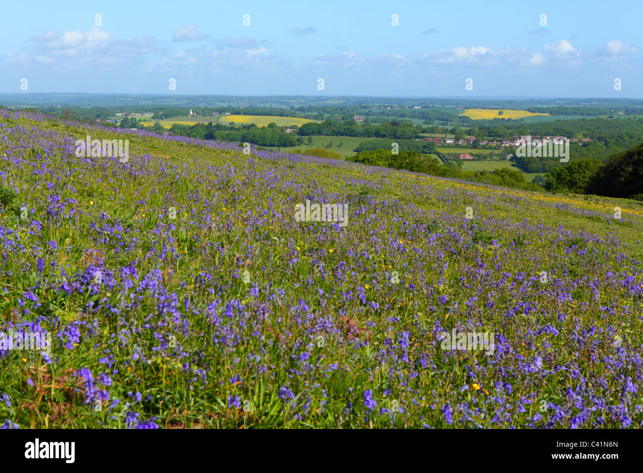 Wildflower meadow of bluebells English countryside in spring UK, GB ...