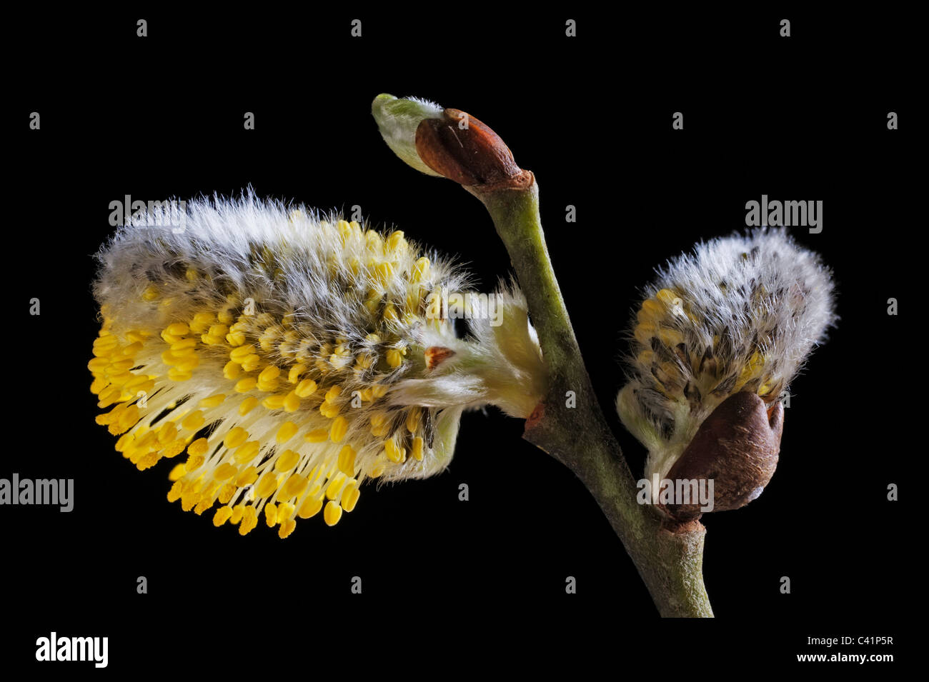 Catkins male flower of goat willow Salix caprea showing anthers Stock ...