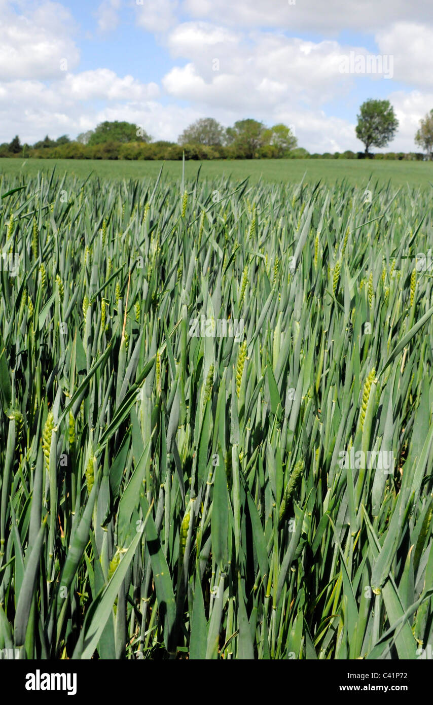 Agricultural Crops in a Field with Blue Sky and Fluffy White Clouds ...