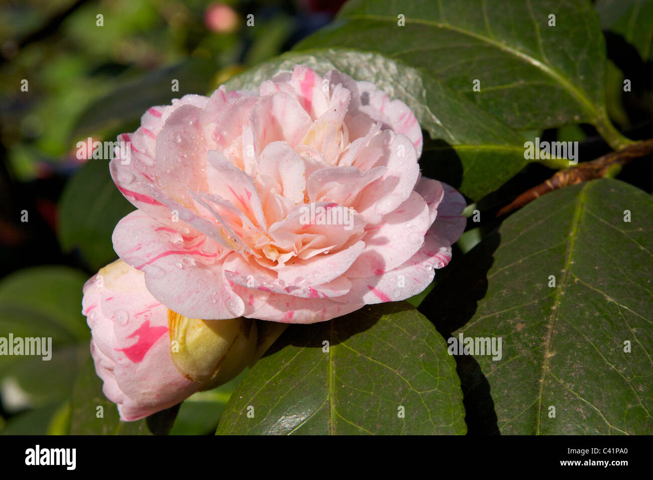 Variegated pink Camellia flower Stock Photo - Alamy