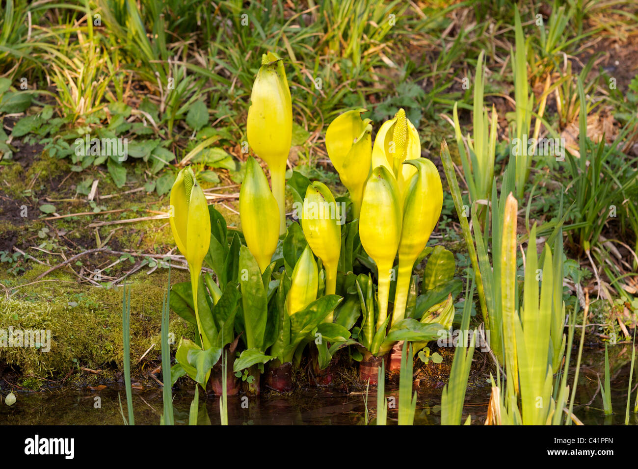 Know the swamp hi-res stock photography and images - Alamy