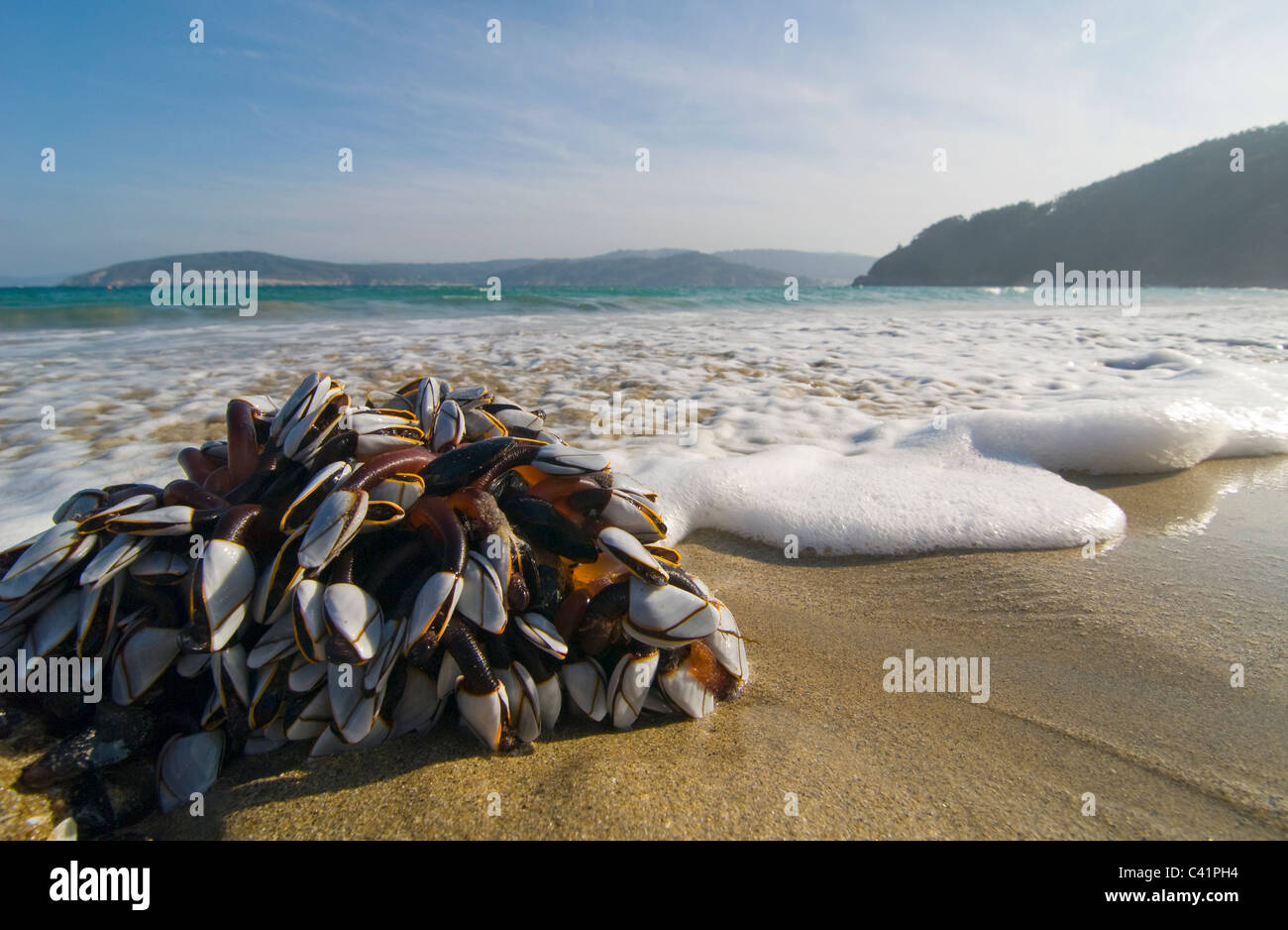 Percebes Spain Stock Photos & Percebes Spain Stock Images - Alamy