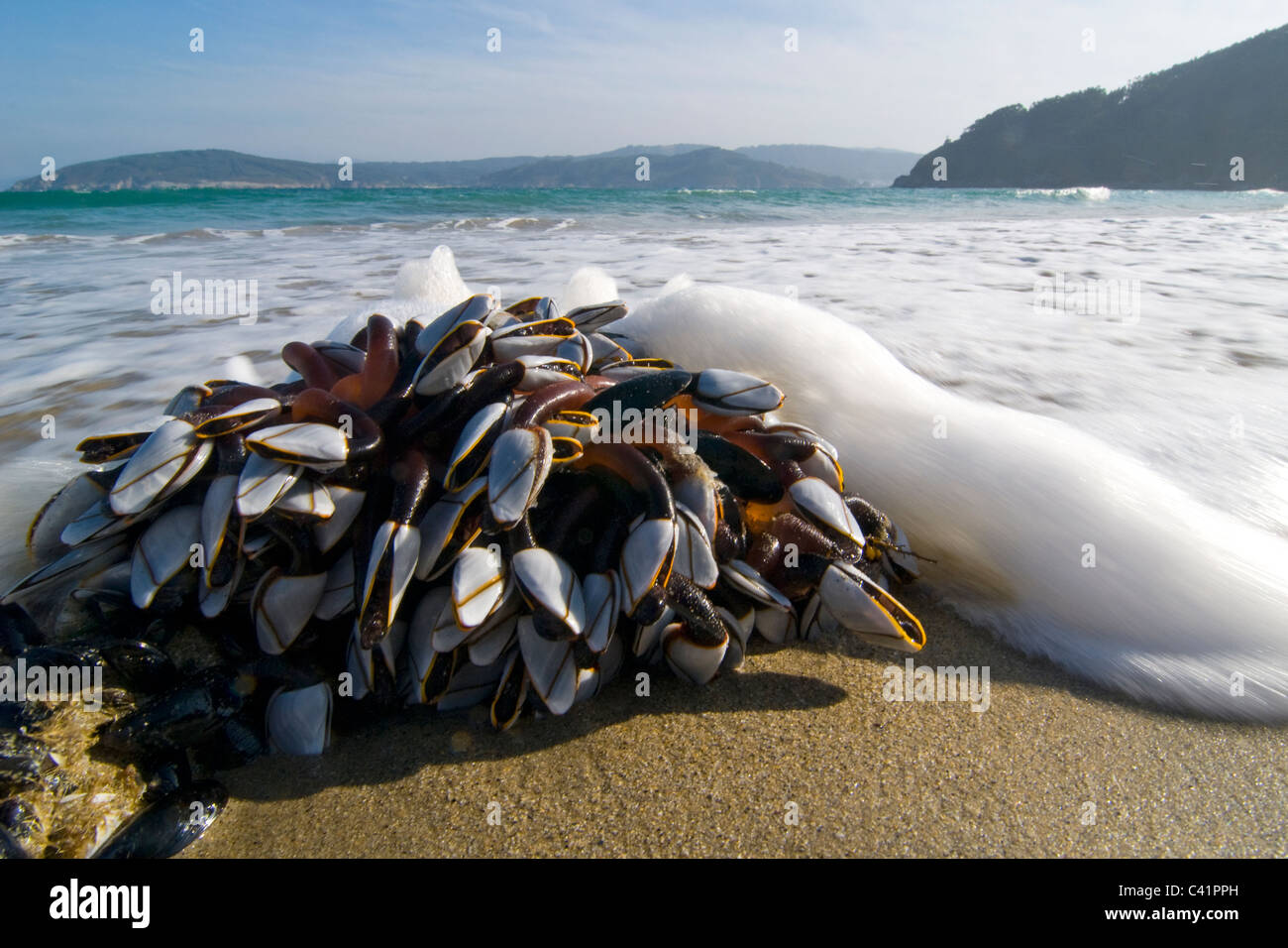 Percebes spain hi-res stock photography and images - Alamy