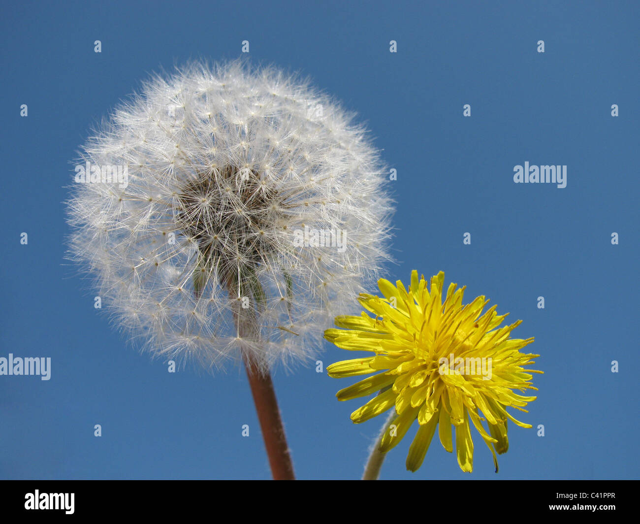 couple of dandelions Stock Photo - Alamy