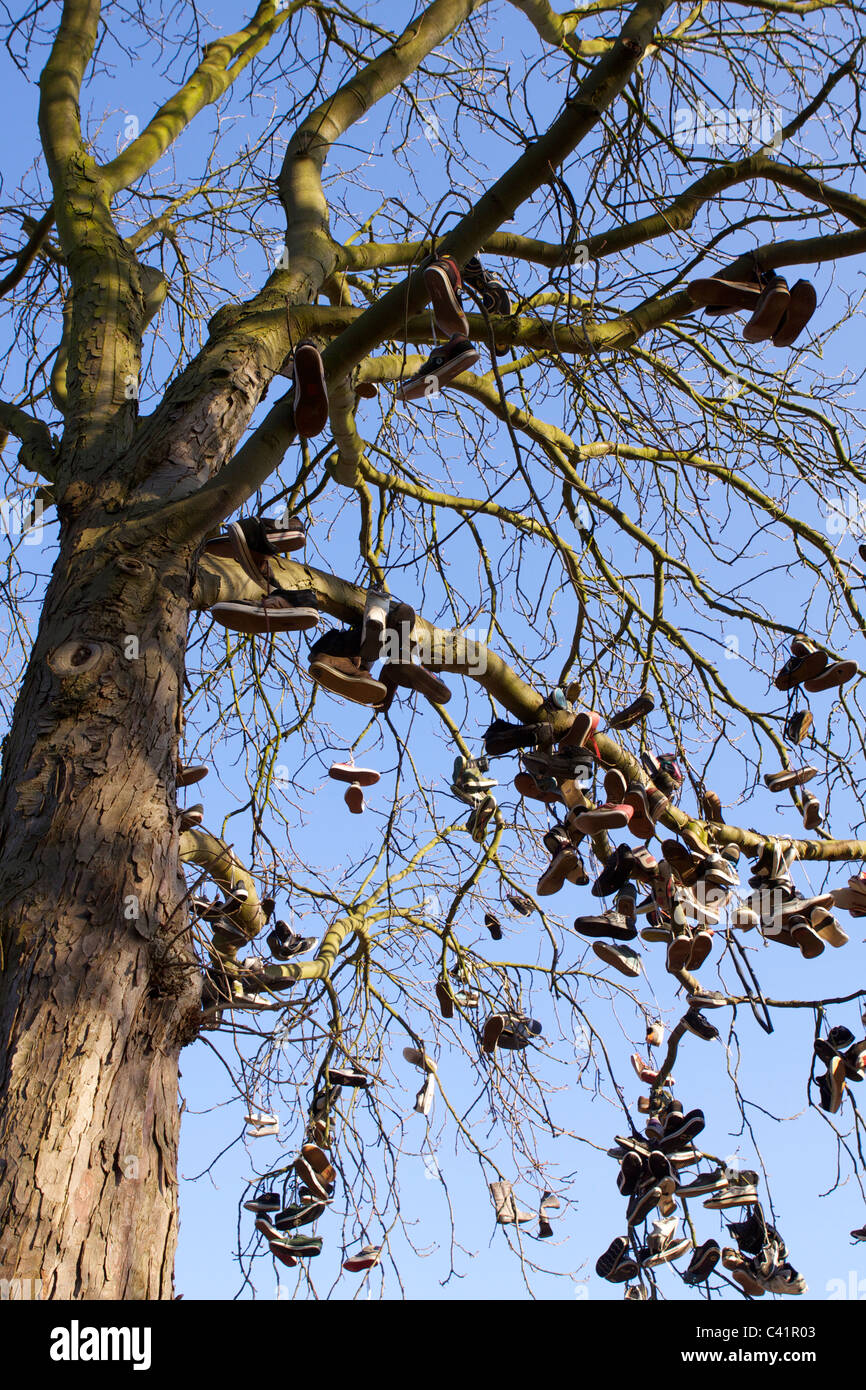 Shoes hanging in tree branches hi-res stock photography and images - Alamy