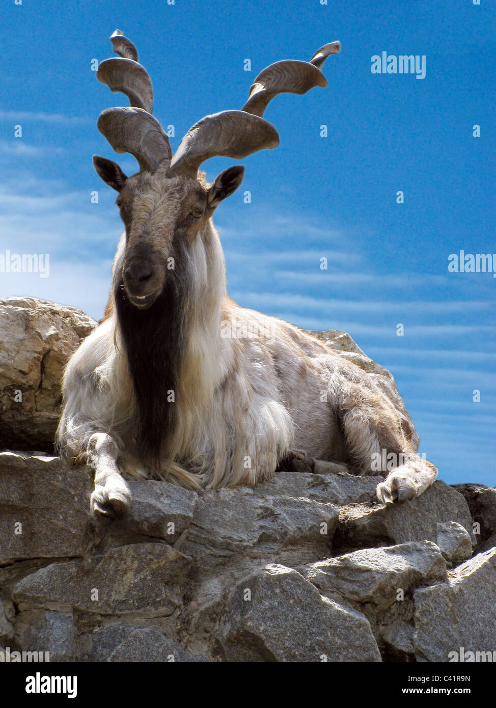 Markhor hi-res stock photography and images - Alamy