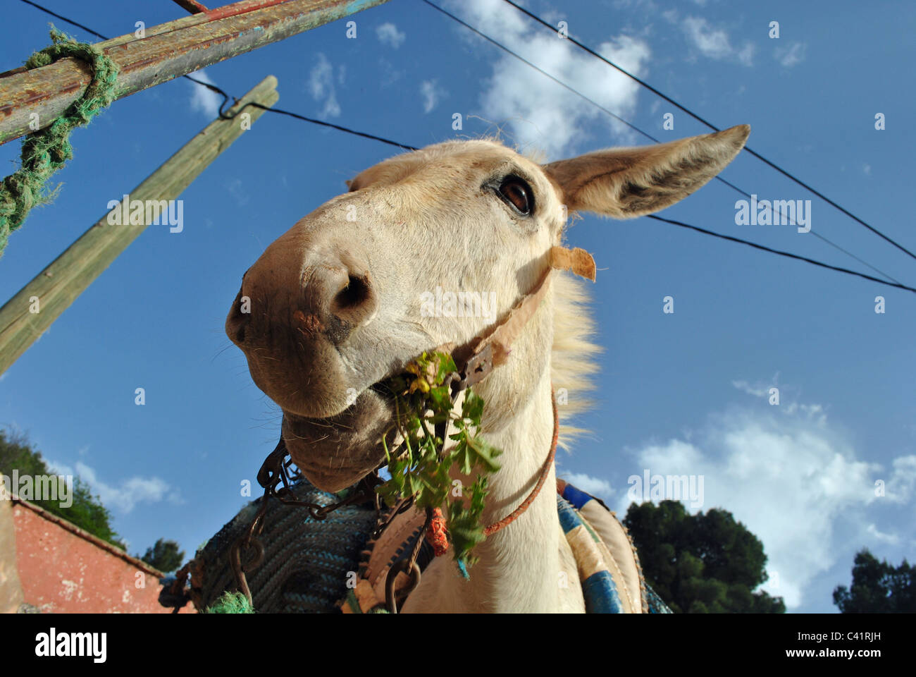 Donkey eating hi-res stock photography and images - Alamy