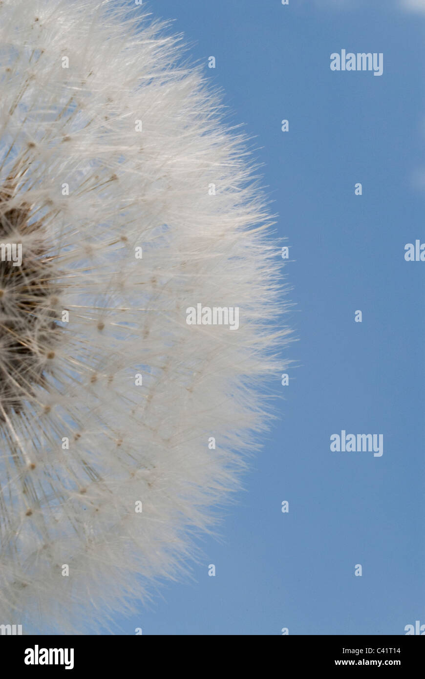Puff ball seeds hi-res stock photography and images - Alamy