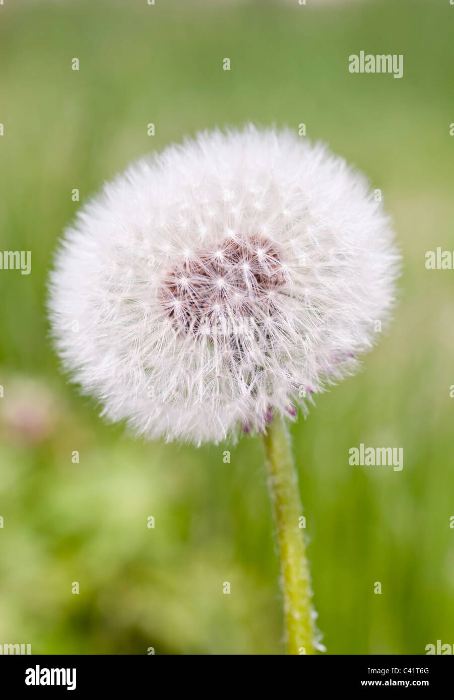 Puff ball seeds hi-res stock photography and images - Alamy