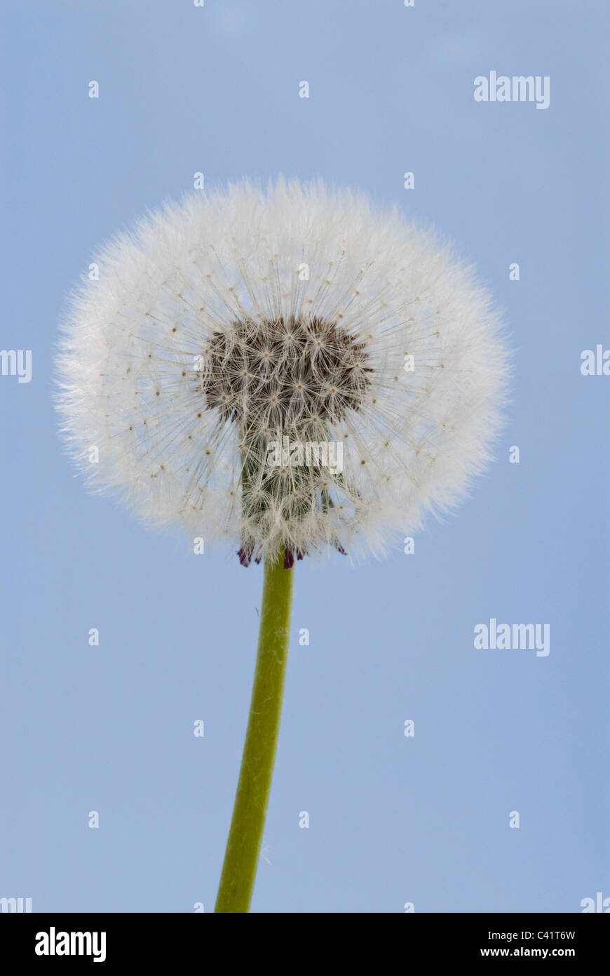 Puff ball seeds hi-res stock photography and images - Alamy