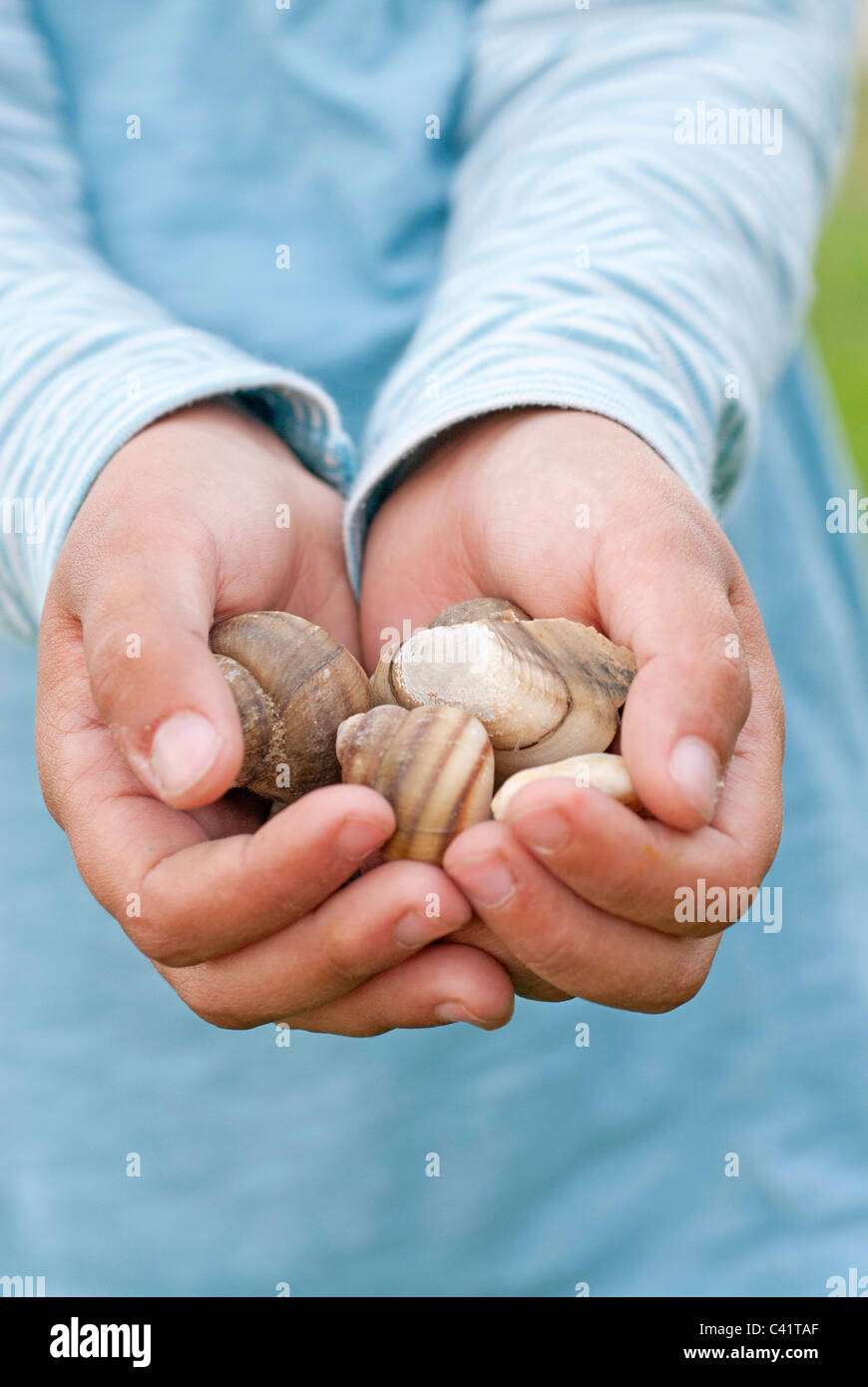 Hands Holding Shells High Resolution Stock Photography and Images - Alamy