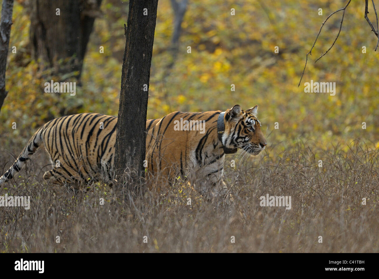 Radio collared Tiger stalking prey in her habitat in Ranthambhore ...