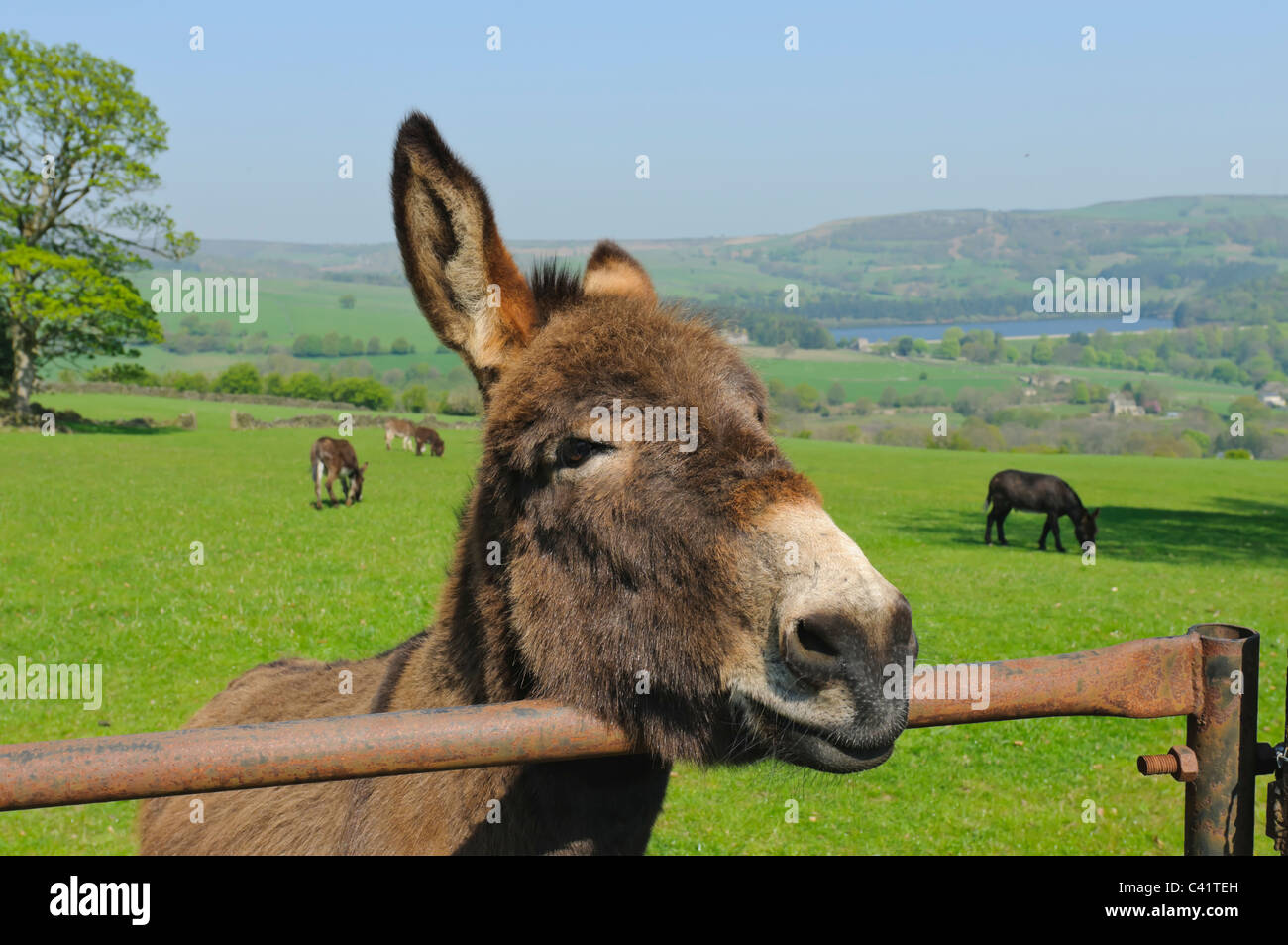 Donkeys in Bradfield Dale Peak District National Park Derbyshire ...