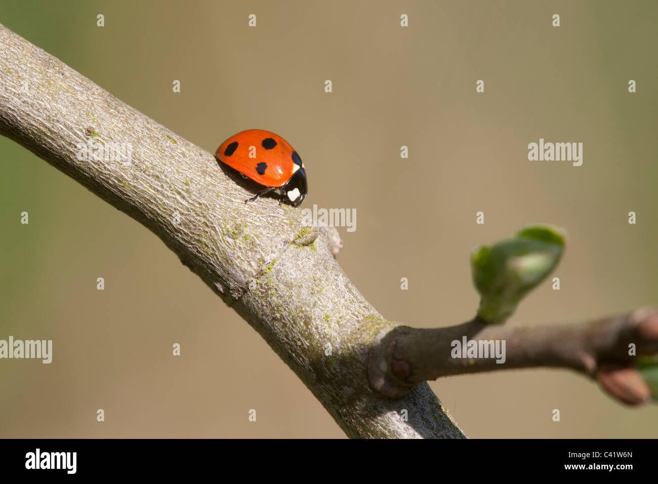 Coccinella 7 punctata hi-res stock photography and images - Alamy
