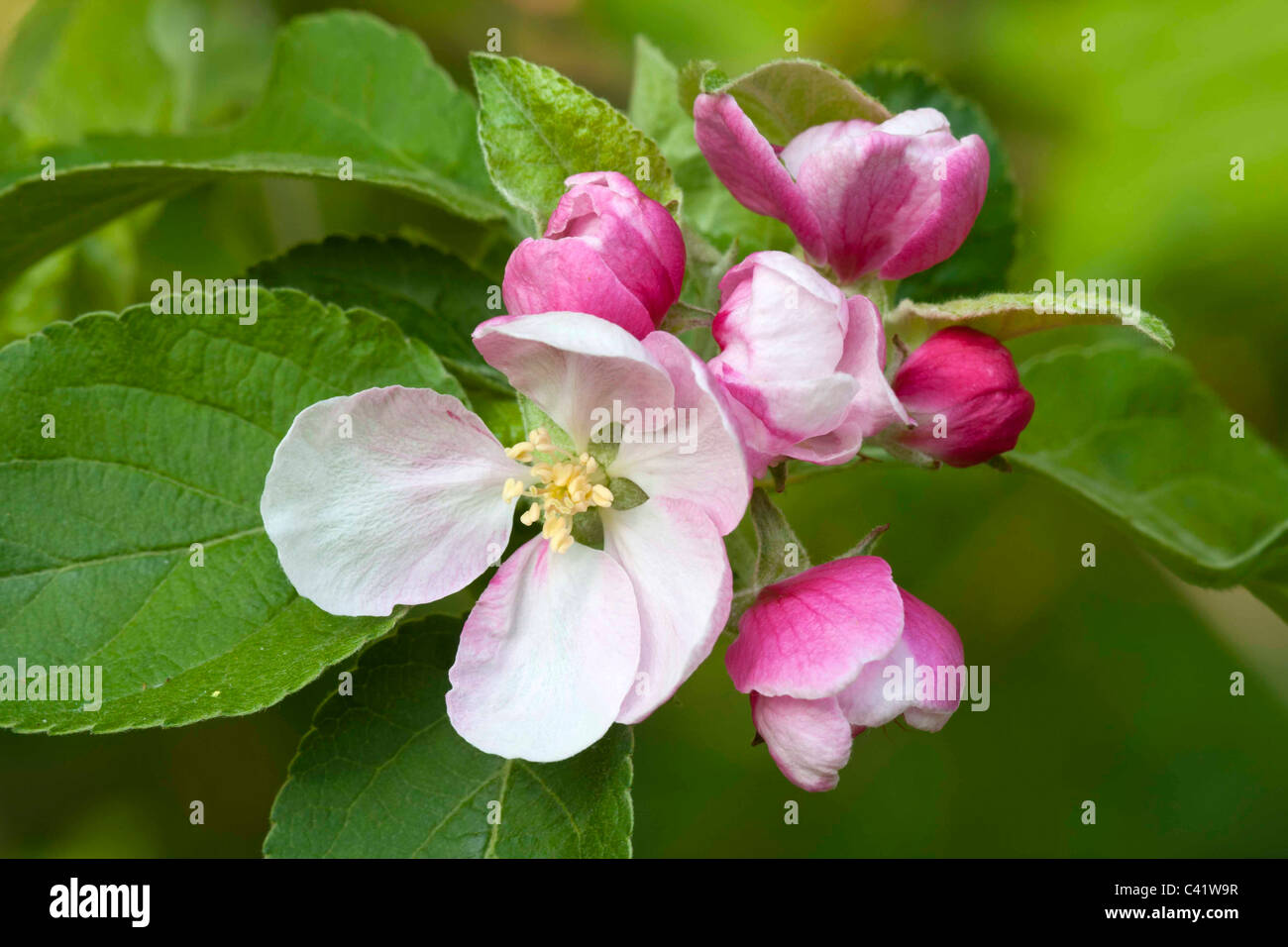 Apple Malus domestica close-up of flower and flowers buds Stock Photo ...