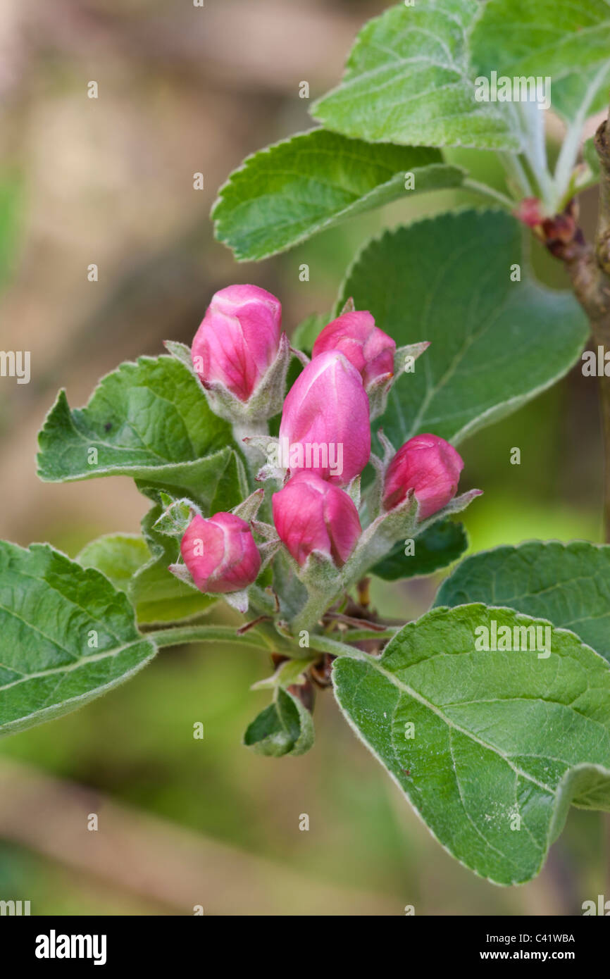 Apple Malus domestica close-up of flower buds Stock Photo - Alamy