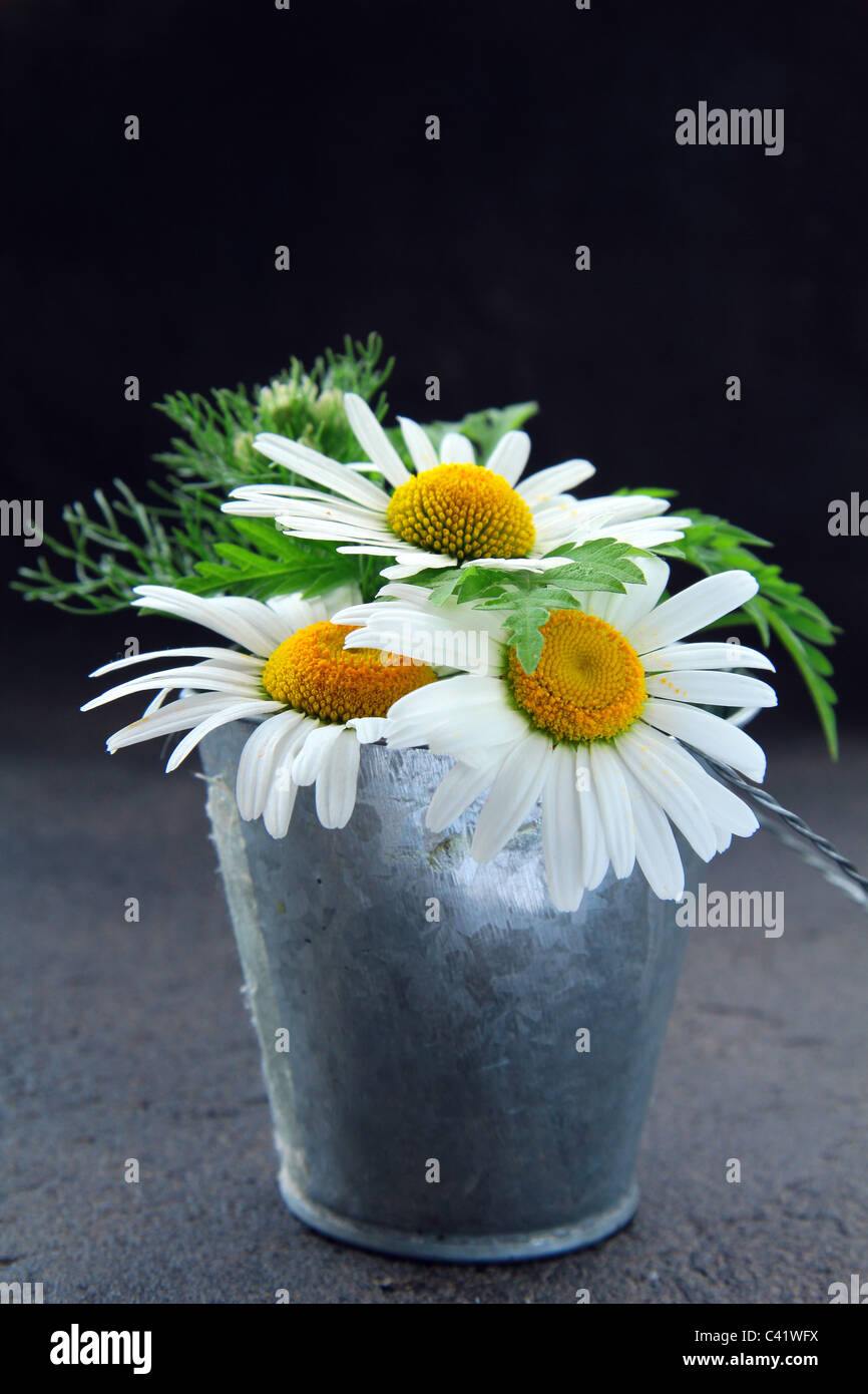 bouquet of daisies Stock Photo - Alamy