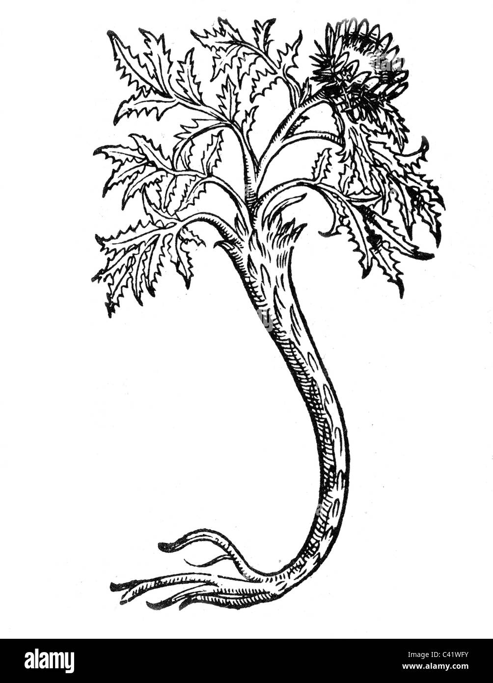 Plant Woodcut Stock Photos & Plant Woodcut Stock Images - Alamy
