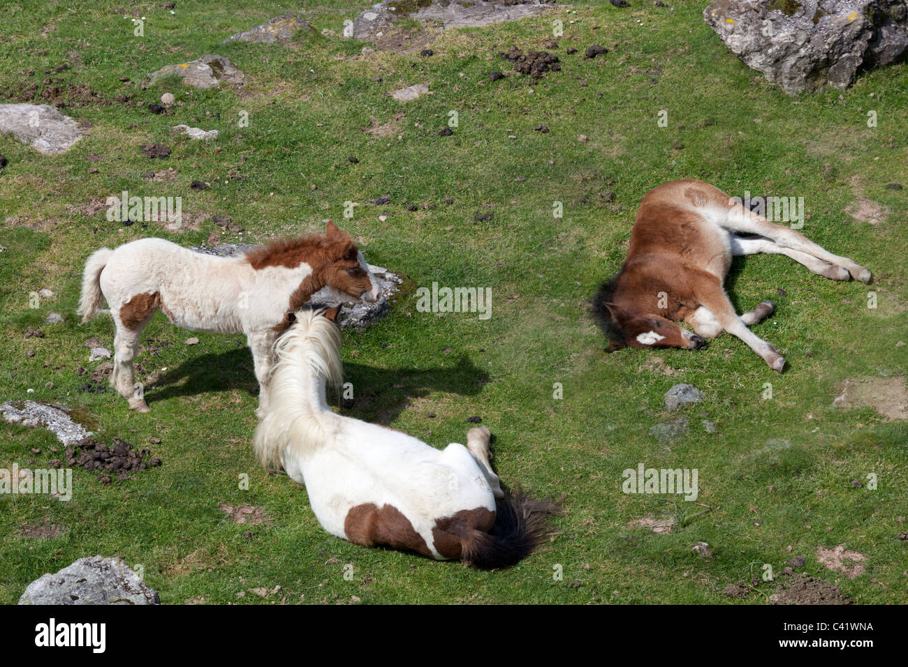 Ponies resting on pastures in the Western Pyrenees (Atlantic Pyrenees ...