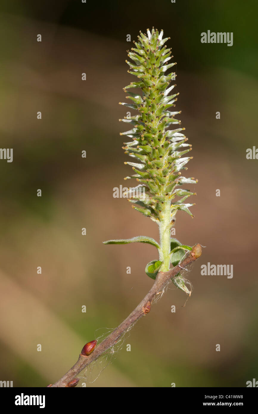 Goat Willow Salix caprea female flowers Stock Photo - Alamy