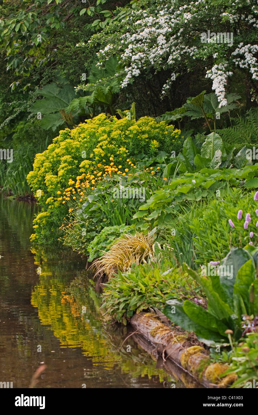 Colorful plants by a small stream Stock Photo - Alamy