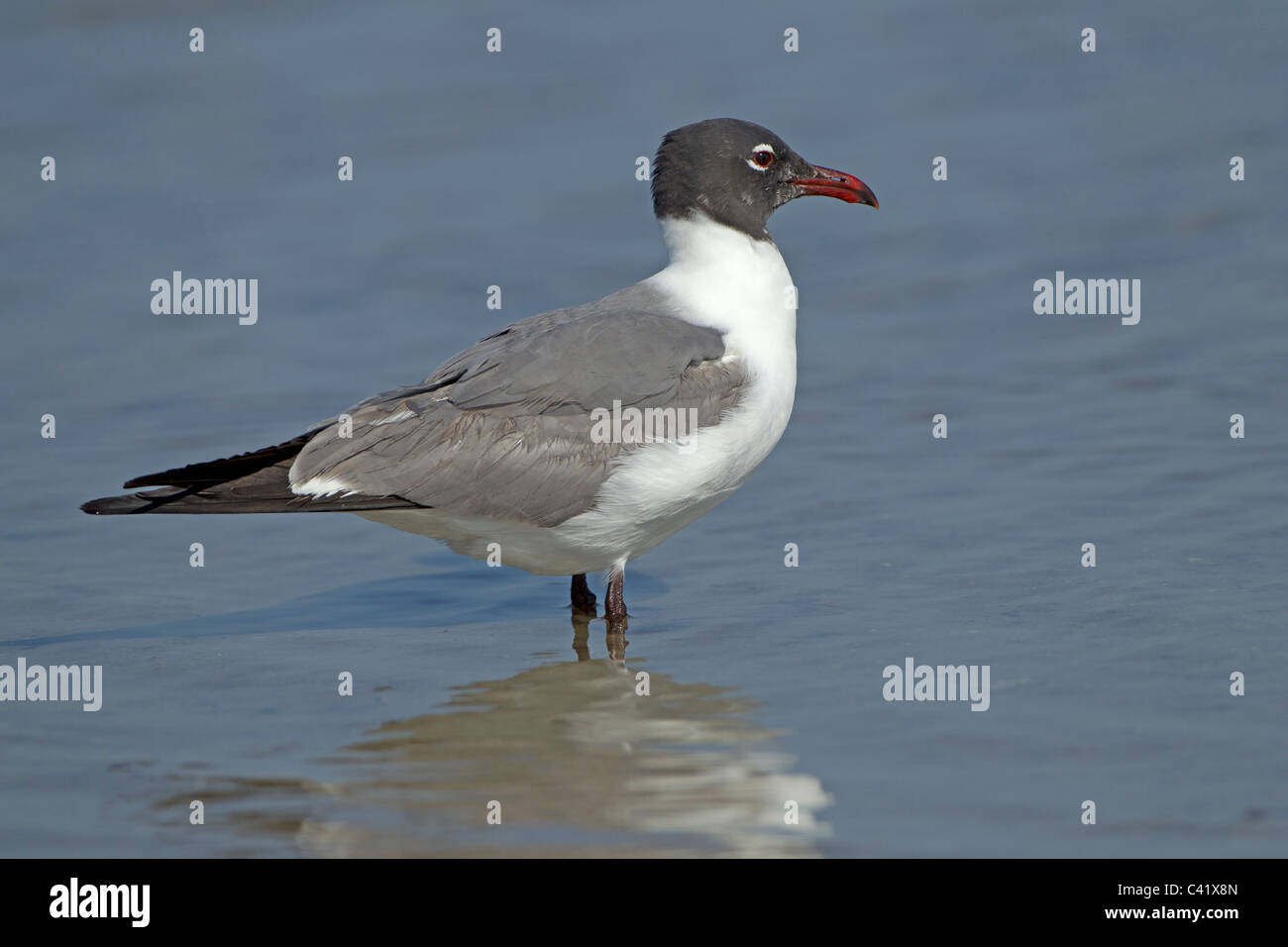An adult Laughing Gull resting, North beach, Fort de Soto, Florida ...