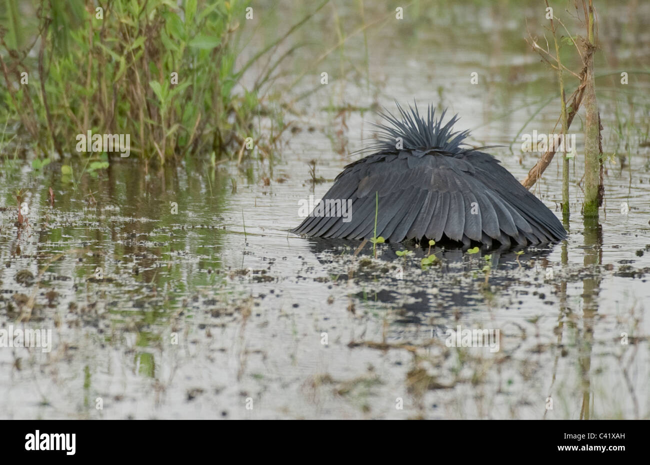 Mantling High Resolution Stock Photography and Images - Alamy