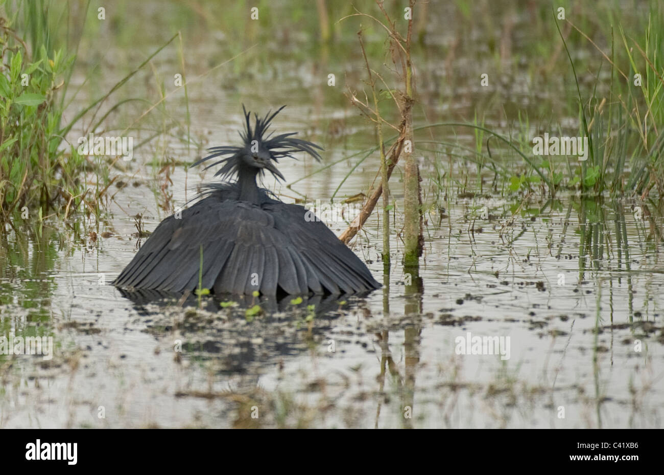 Mantling High Resolution Stock Photography and Images - Alamy