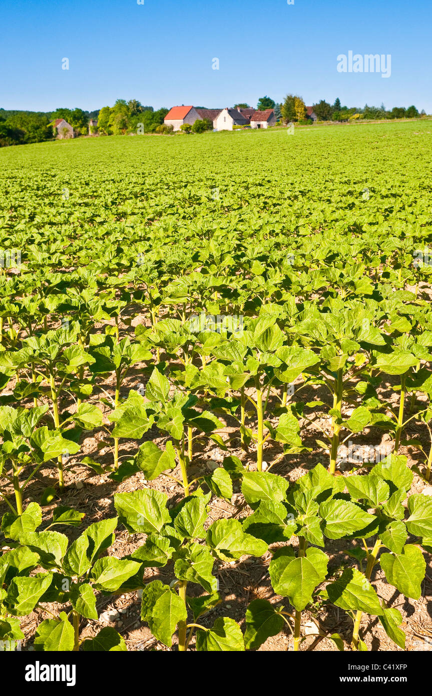 Sunflower shoots hi-res stock photography and images - Alamy