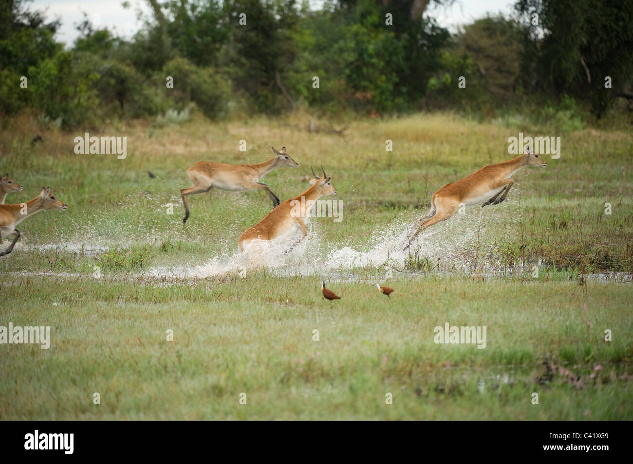 Red Lechwe leaping, running and jumping in swamp water in the Okavango ...