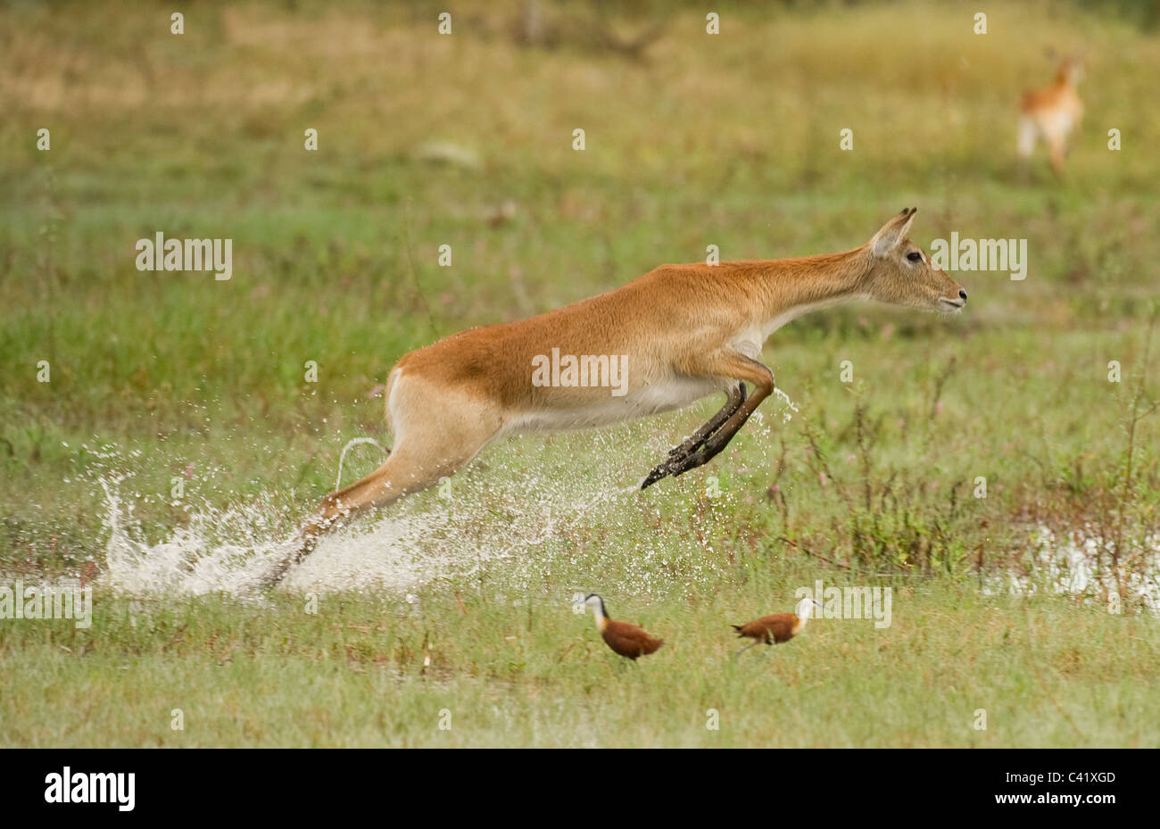 Red Lechwe leaping, running and jumping in swamp water in the Okavango ...