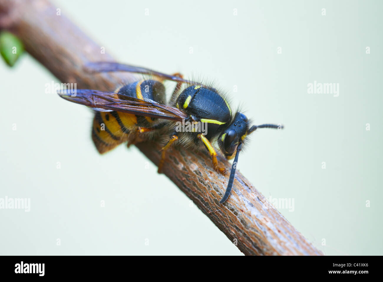 Common Wasp Vespula vulgaris adult queen female at rest on a twig Stock ...