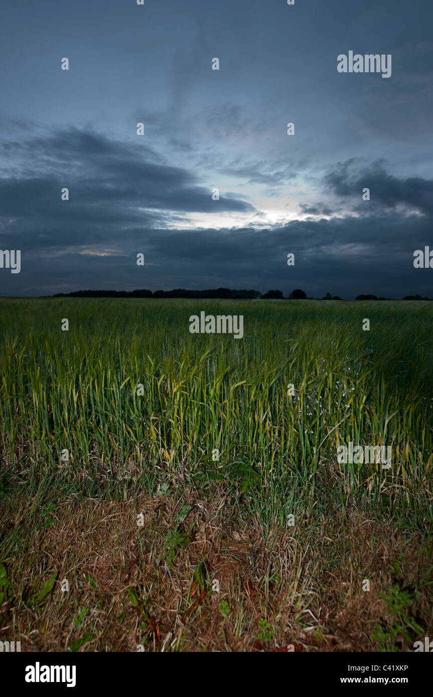 Field With Drought High Resolution Stock Photography and Images - Alamy