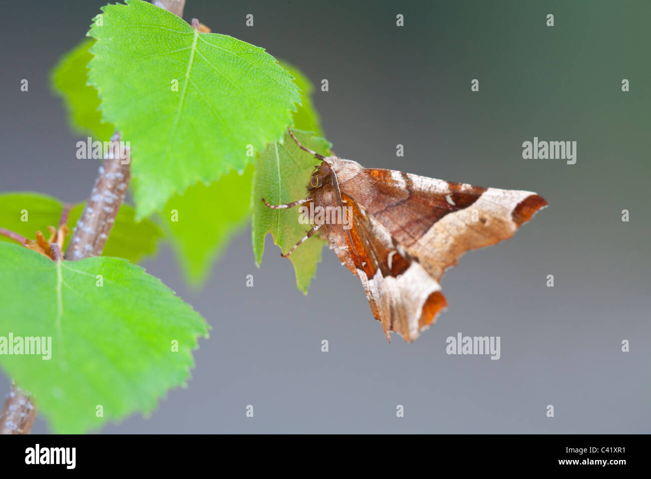 Purple Thorn Selenia tetralunaria adult moth at rest on Birch leaf Stock Photo - Alamy