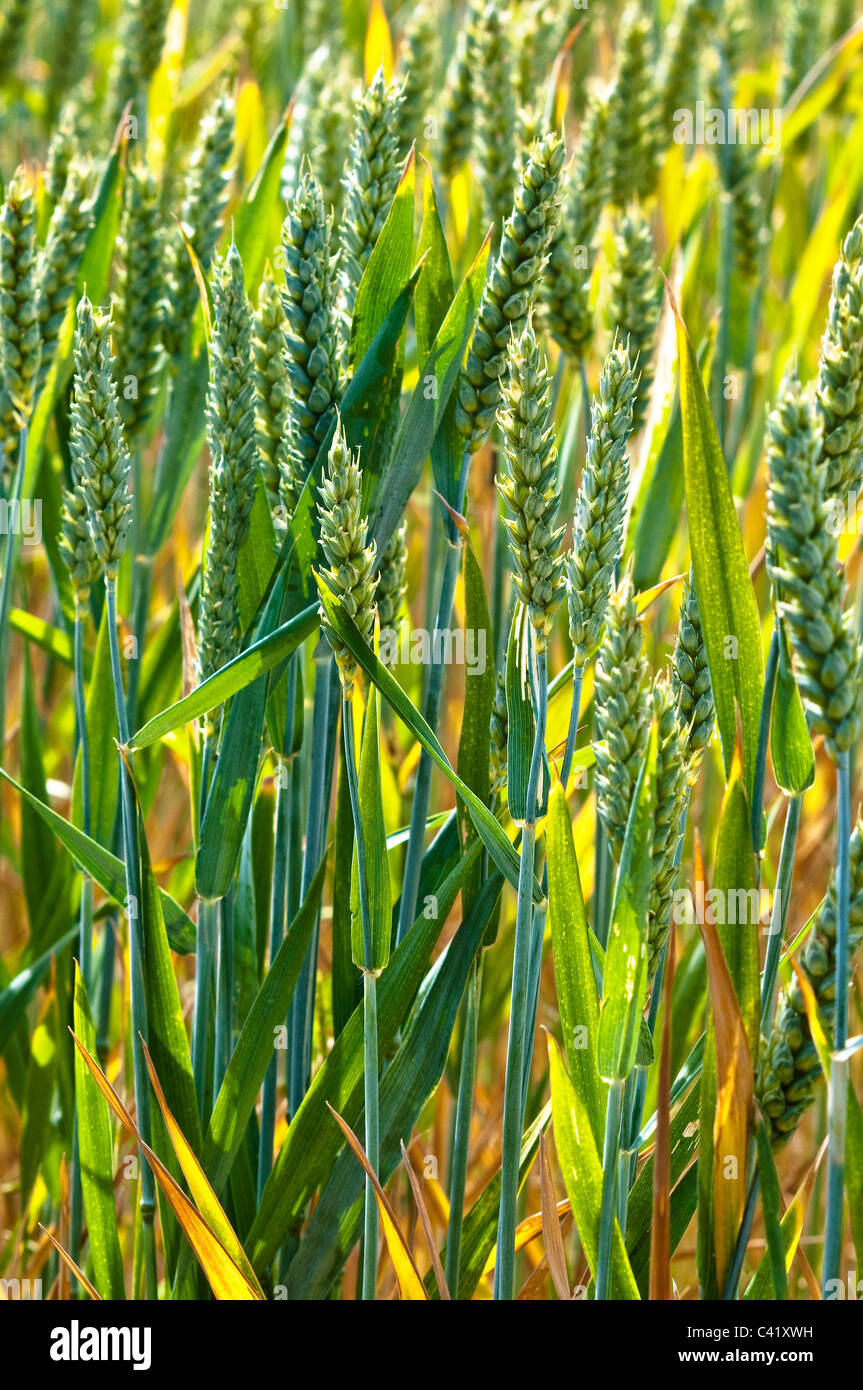 Ripening corn - Indre-et-Loire, France Stock Photo - Alamy