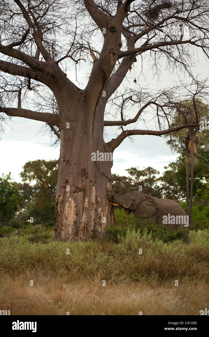 Baobab tree damaged by elephants in Mombo, Okavango Delta, Botswana ...