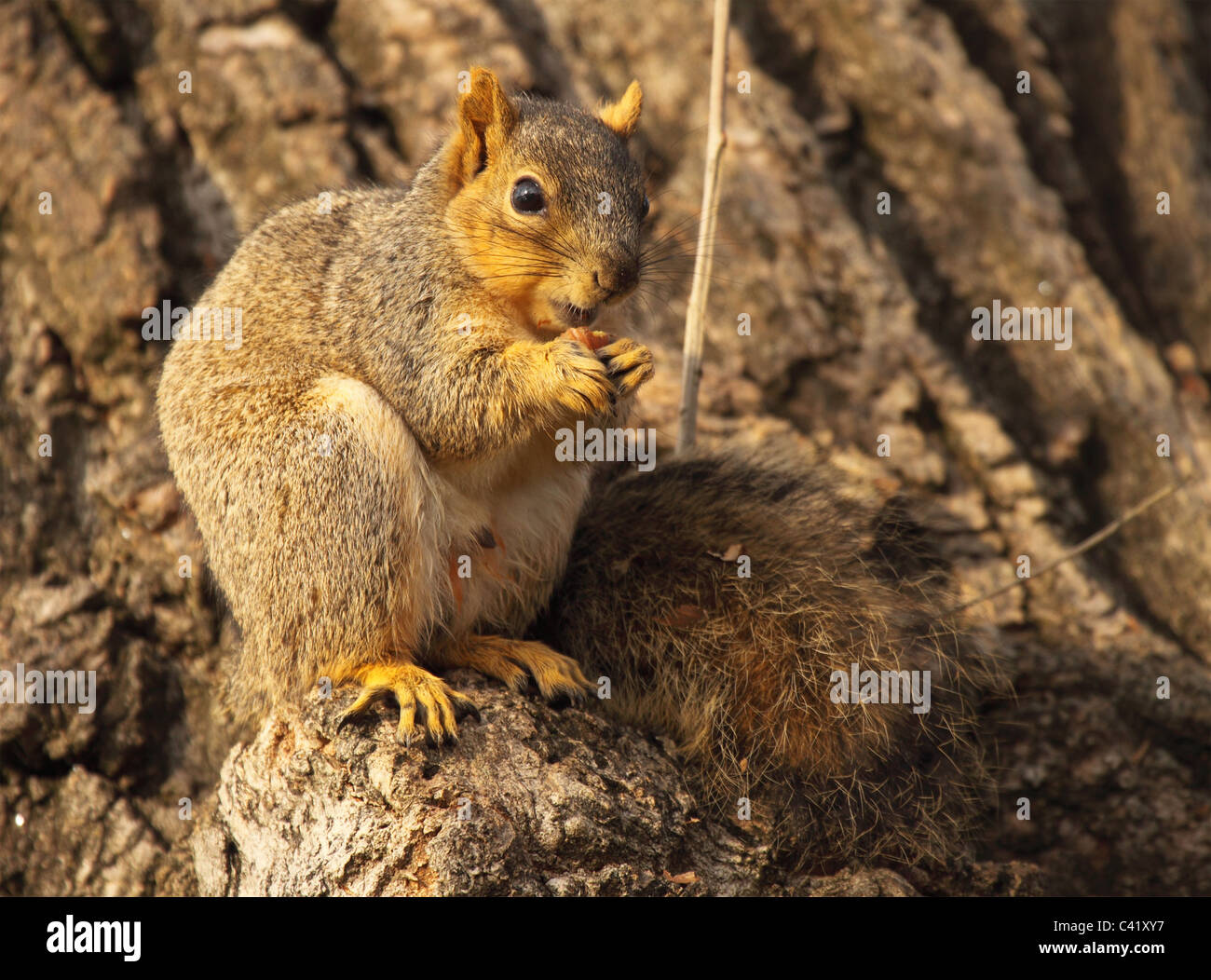 Fox squirrel feeding hi-res stock photography and images - Alamy