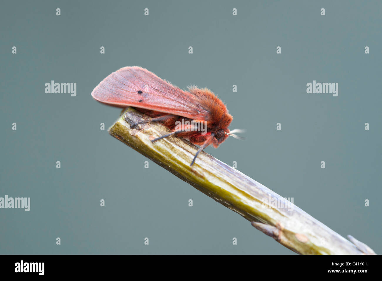 Ruby tiger moth hi-res stock photography and images - Alamy