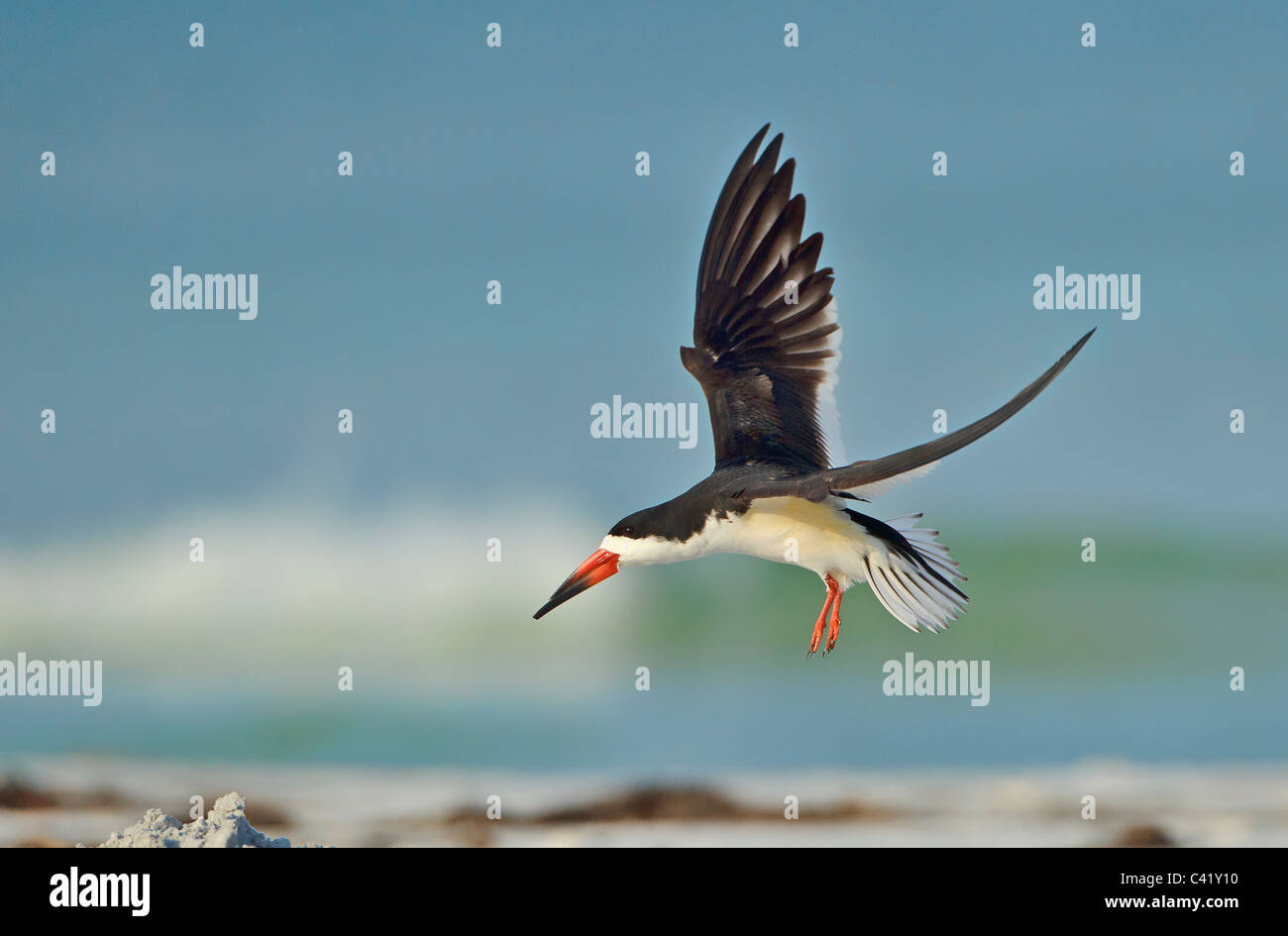 Skimmer landing amongst other resting Skimmers on the beach Stock Photo ...