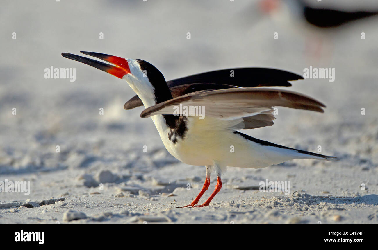 Skimmer de red hi-res stock photography and images - Alamy