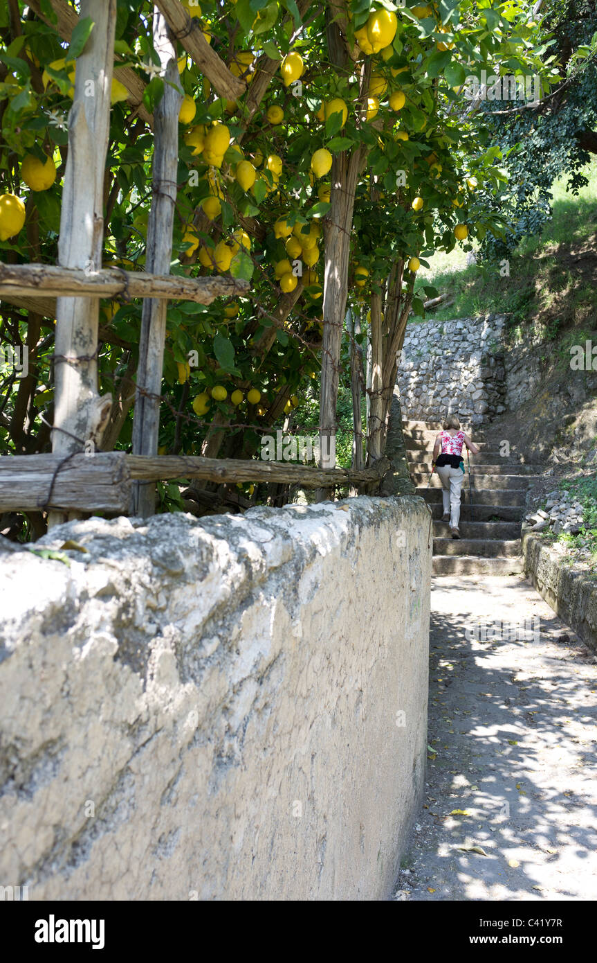 Walking along The Lemon Path (Sentiero dei Limone), Maiori (SA), Amalfi ...