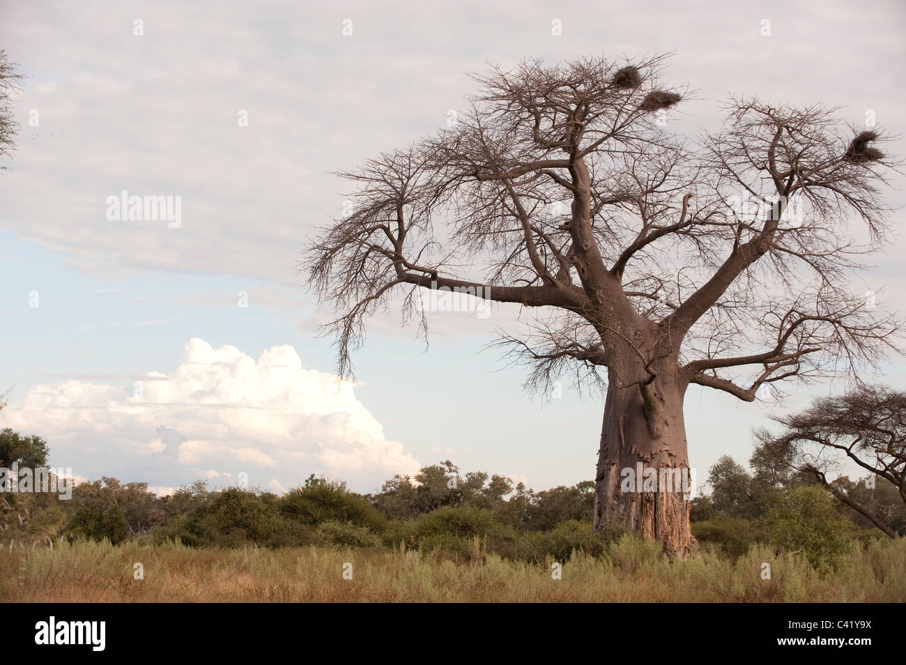 Baobab tree damaged by elephants in Mombo, Okavango Delta, Botswana ...