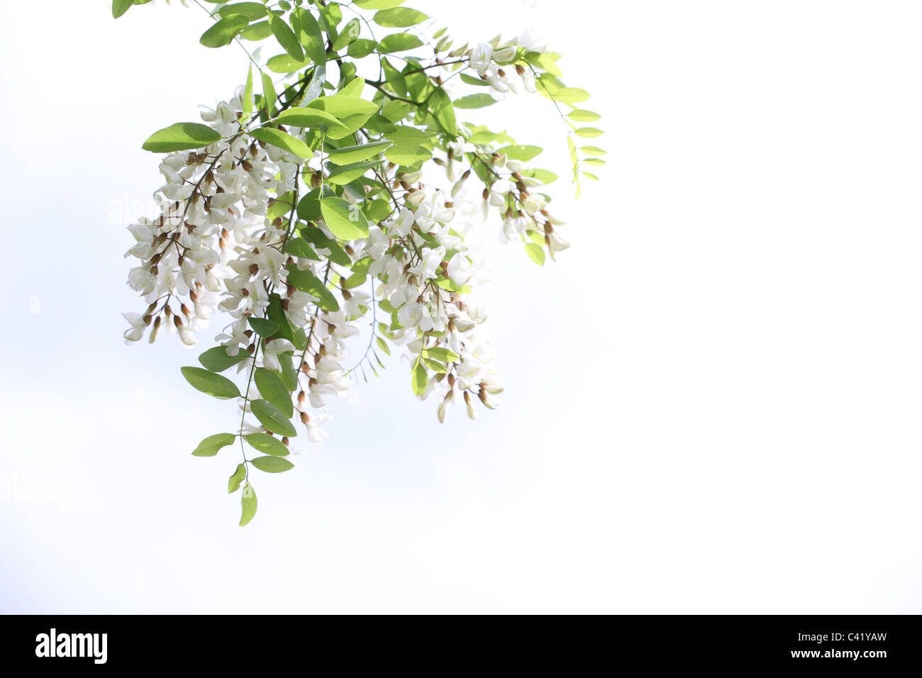The white flowers of Black Locust tree (Robinia pseudoacacia), a bee's ...