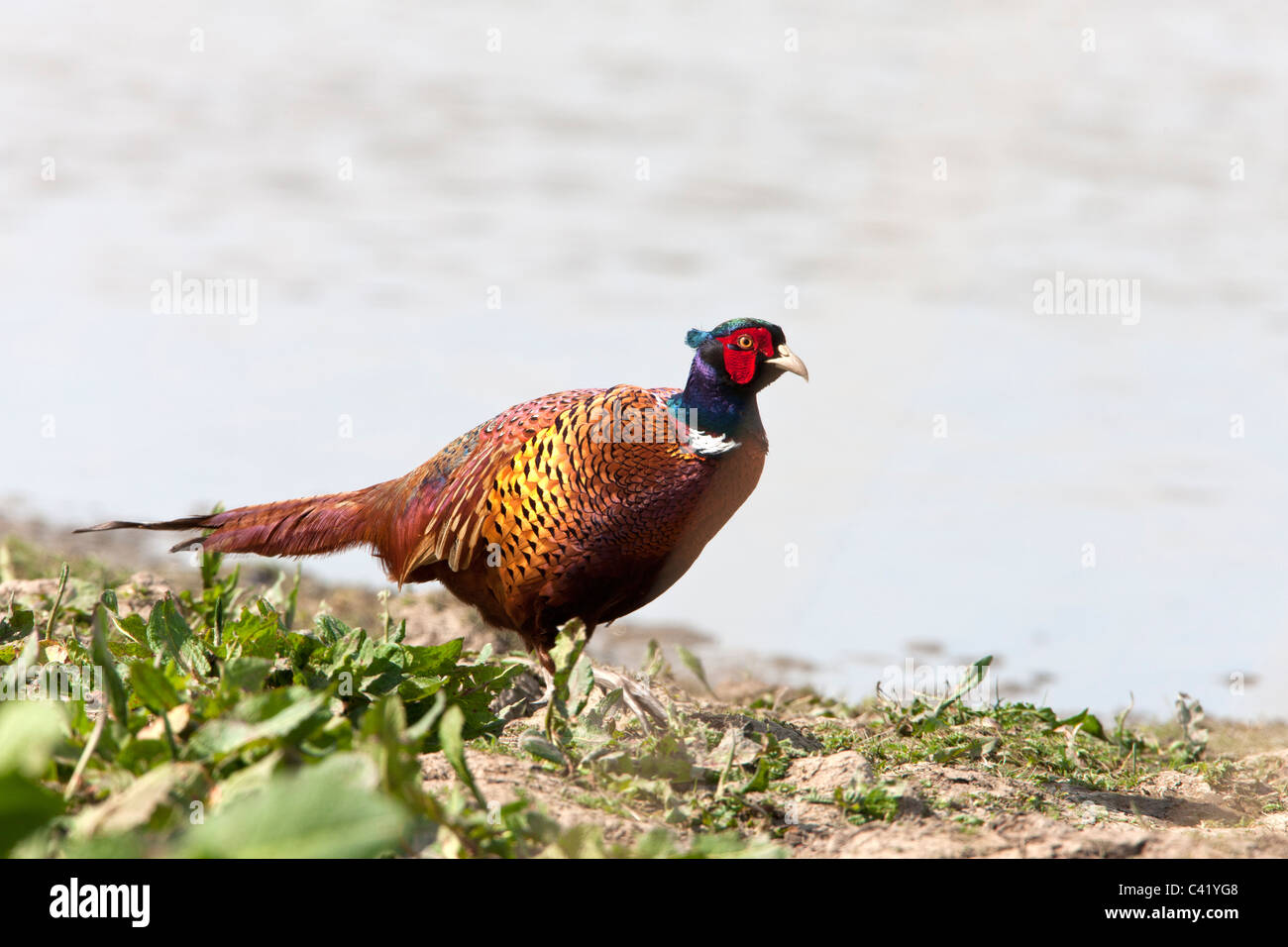 Male pheasant hi-res stock photography and images - Alamy
